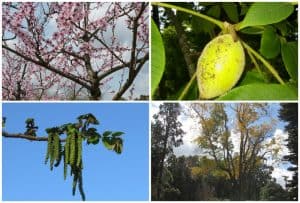 6 Nut Trees to Plant & Grow in Wisconsin (Hardy & Tasty)