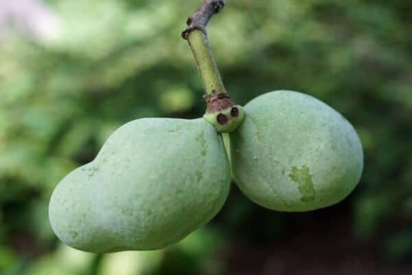 11 Best Fruit Trees for West Virginia for Bountiful Harvests