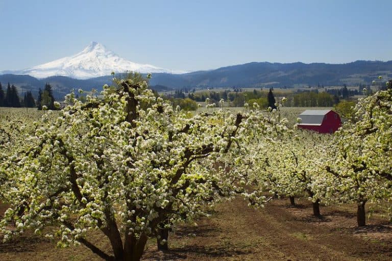 12 Fruit Trees That Grow in Delaware (Peach, Cherry, Lemon)