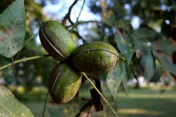 19 Popular Trees in Delaware (Including Native, Palm & Pine)