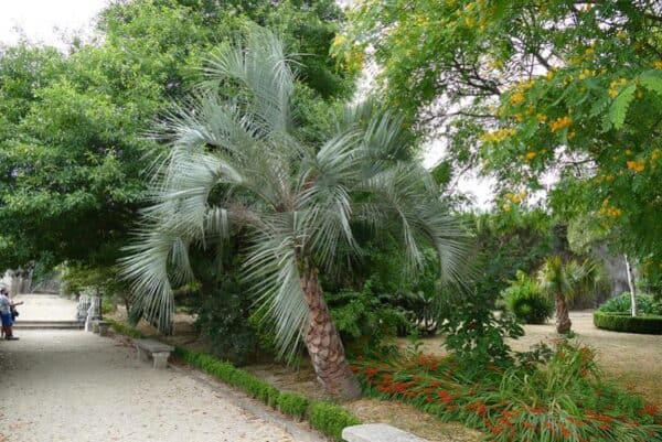 6 Cold Hardy Palm Trees That Will Thrive in USDA Zone 7