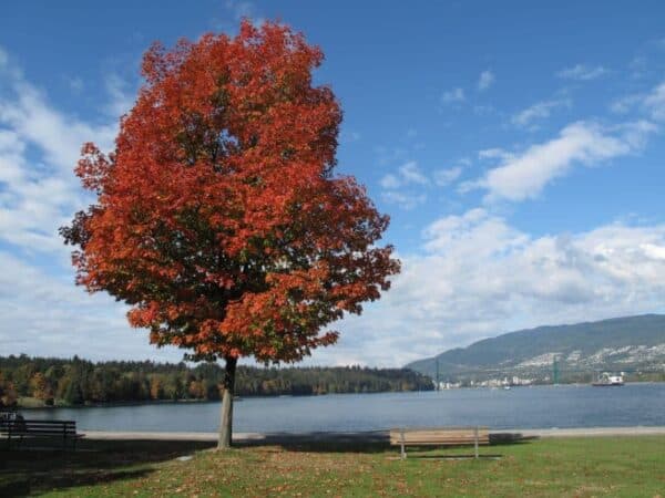 16 Common Types of Trees in West Virginia (Grow or Admire)