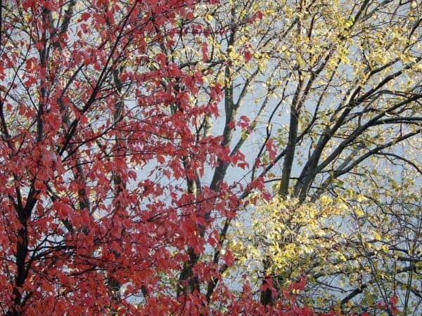 19 Popular Trees in Delaware (Including Native, Palm & Pine)