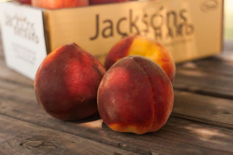 6 Best Peach Trees to Plant & Grow in Wisconsin (Incl Dwarf)