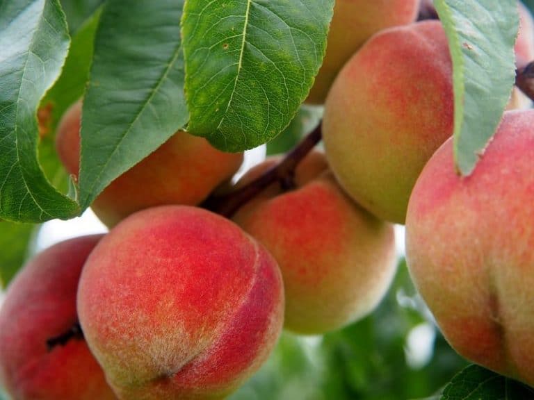 6 Best Peach Trees to Plant & Grow in Wisconsin (Incl Dwarf)