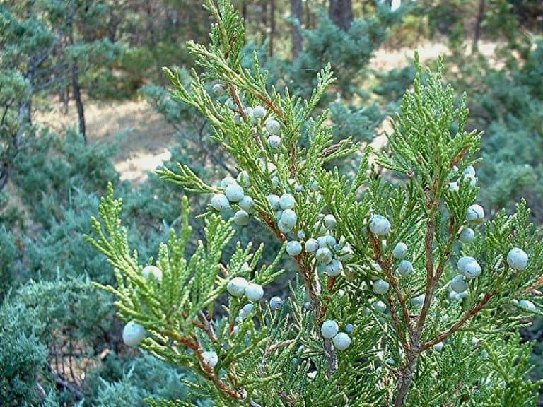11 Evergreen Trees in Connecticut for Lush Growth Year Round