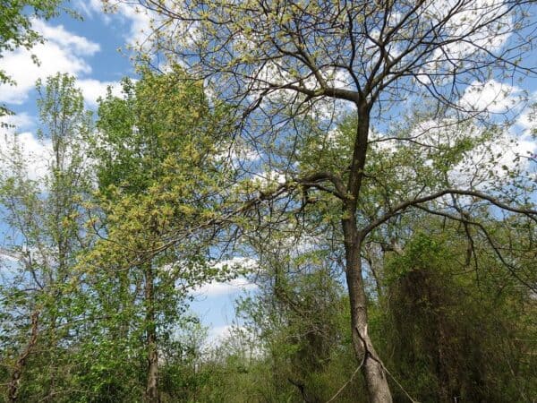19 Popular Trees in Delaware (Including Native, Palm & Pine)