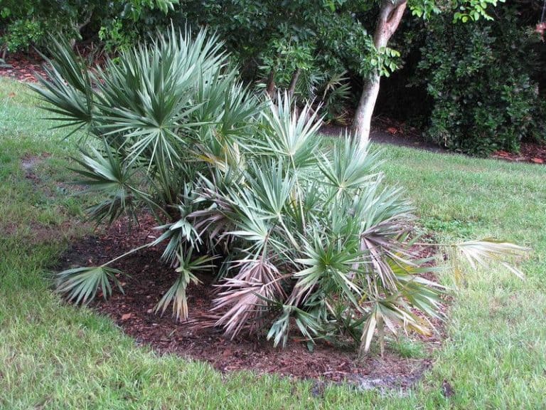 19 Popular Trees in Delaware (Including Native, Palm & Pine)