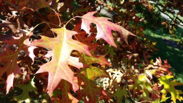 9 Trees Native to West Virginia Commonly Seen in the Wild