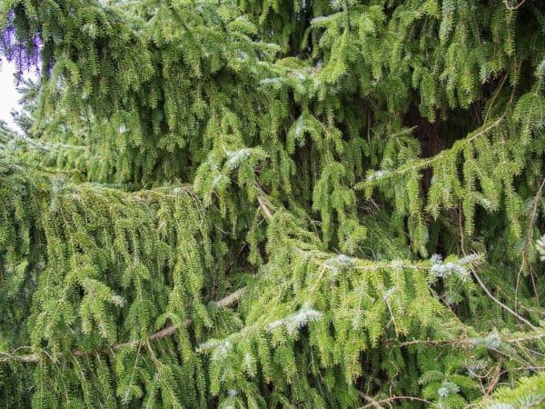 11 Evergreen Trees in Connecticut for Lush Growth Year Round