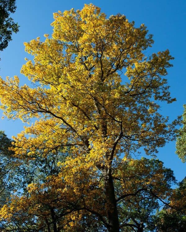 6 Hickory Tree Varieties That Grow in Parts of Texas