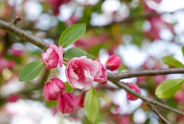 12 Most Popular Apple Tree Varieties to Grow in Connecticut