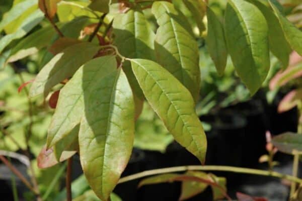 30 Types of Trees Native to Georgia (Common & Rare Species)