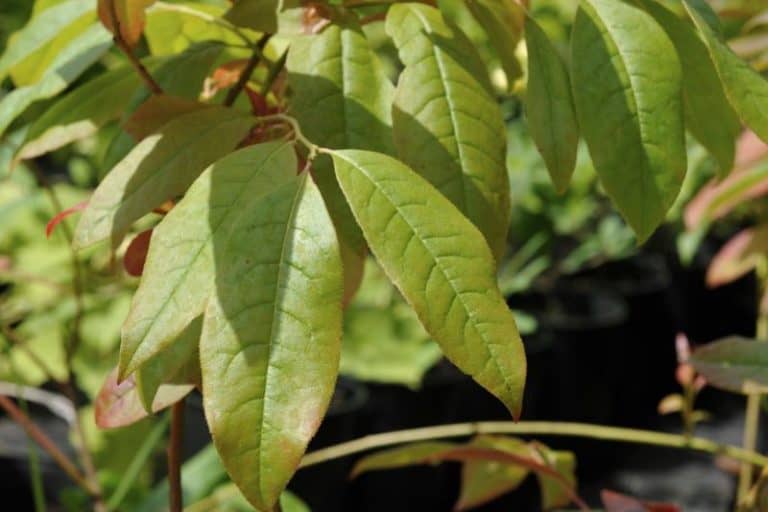 30 Types of Trees Native to Georgia (Common & Rare Species)