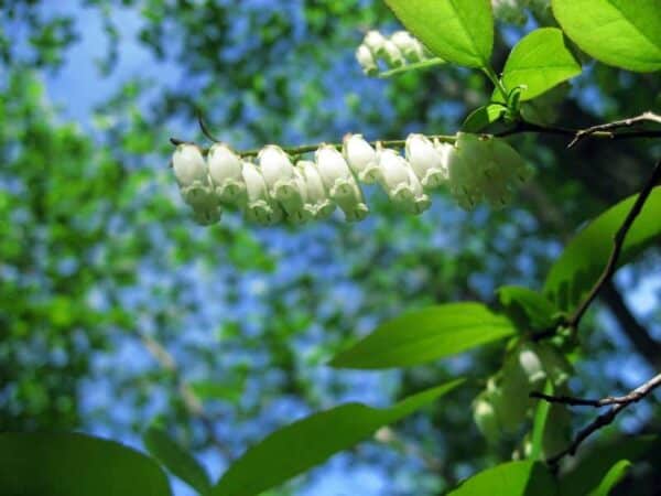 25 Most Common Types of Trees in Tennessee (Including Native)