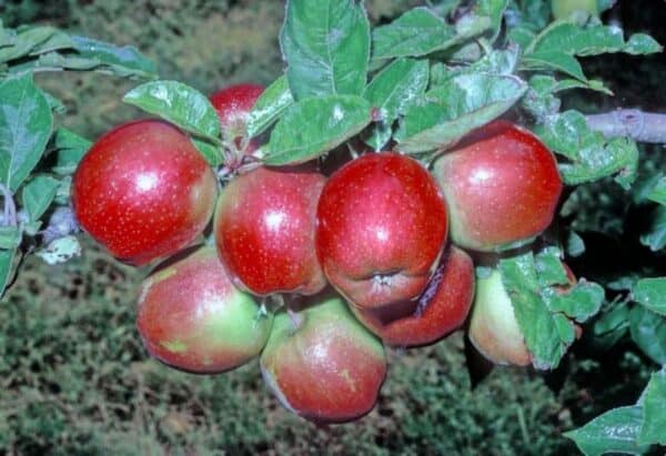 12 Most Popular Apple Tree Varieties to Grow in Connecticut