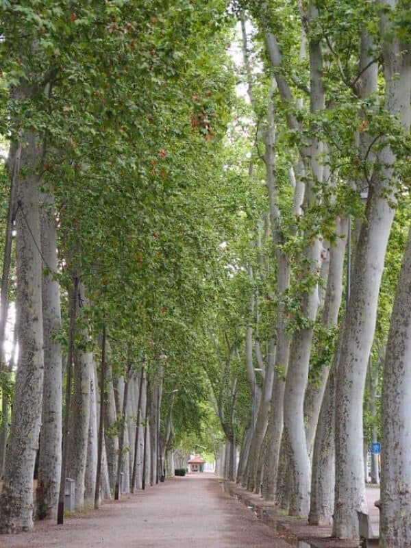 30 Types of Trees Native to Georgia (Common & Rare Species)