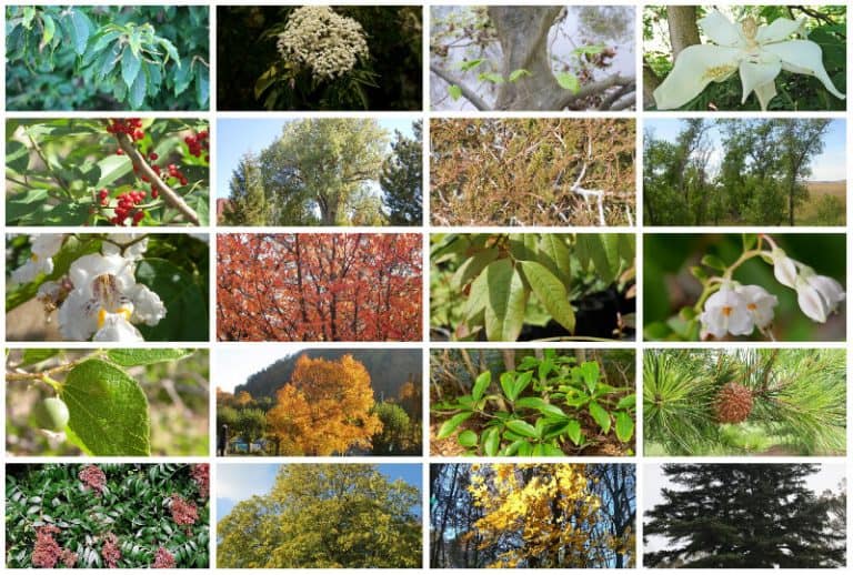15 Wisconsin Native Trees To Admire (Or Plant In Your Yard)