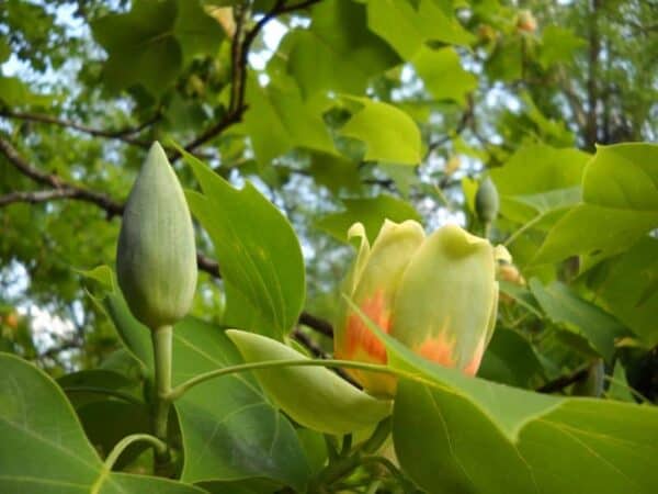 16 Common Types of Trees in West Virginia (Grow or Admire)