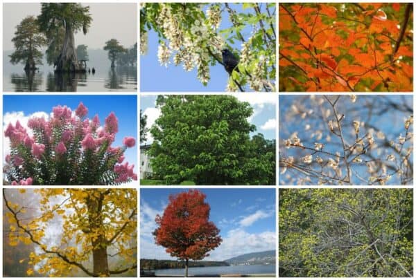 16 Common Types of Trees in West Virginia (Grow or Admire)