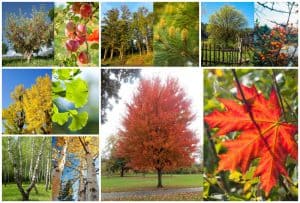 USDA Zone 3: Where is it? What to Plant? Tips to Success