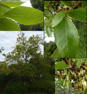 12 Shade Trees to Grow in Wisconsin (Popular & Beautiful)