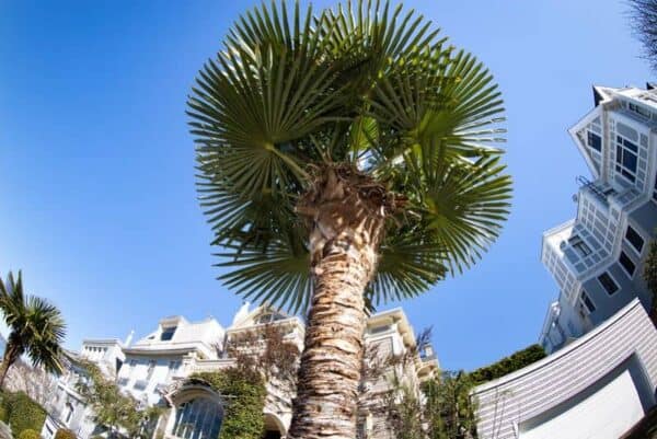 19 Popular Trees in Delaware (Including Native, Palm & Pine)