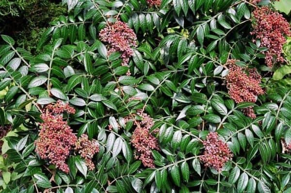 30 Types of Trees Native to Georgia (Common & Rare Species)