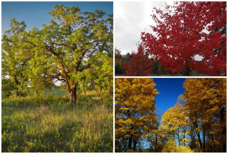 25 Most Popular Ornamental Trees in Wisconsin (Incl Dwarf)