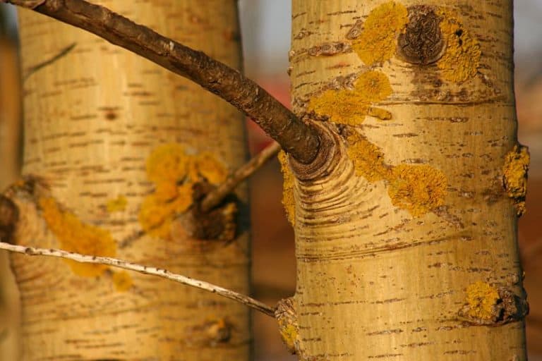 9 Trees Native to West Virginia Commonly Seen in the Wild