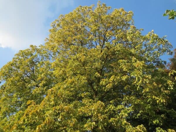 30 Types of Trees Native to Georgia (Common & Rare Species)