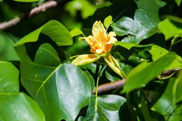 9 Trees Native to West Virginia Commonly Seen in the Wild