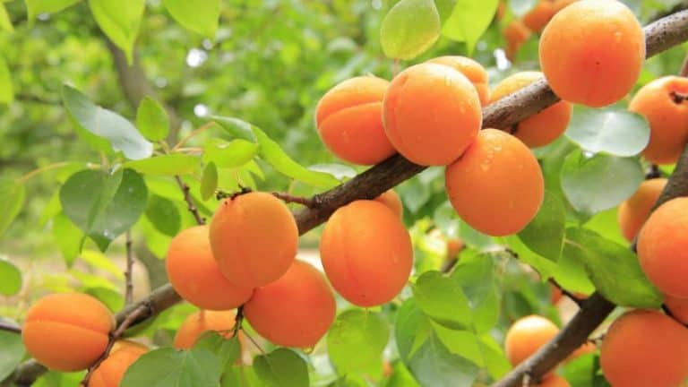 10 Fruit Trees That Grow in Maine (& Will Thrive)