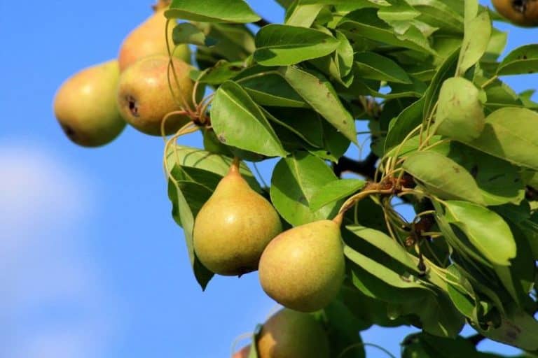 10 Fruit Trees That Grow in Maine (& Will Thrive)