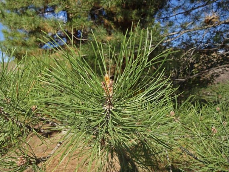 7 Types of Pine Trees That Grow in West Virginia