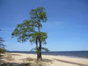 11 Florida Native Trees (Common & Rare Varieties)