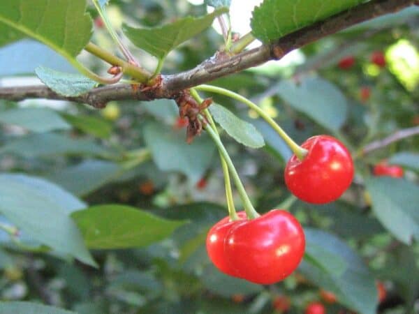 8 Cherry Trees to Grow in Maine (Edible & Ornamental)