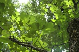 20 Types of Oak Trees in Georgia to Discover or Plant Today