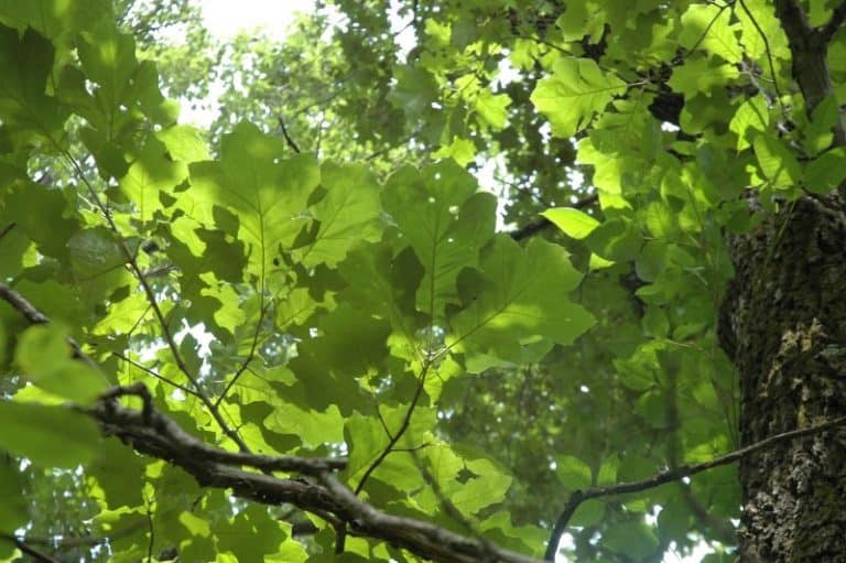 16 Common Types of Oak Trees in Florida (Including Native)