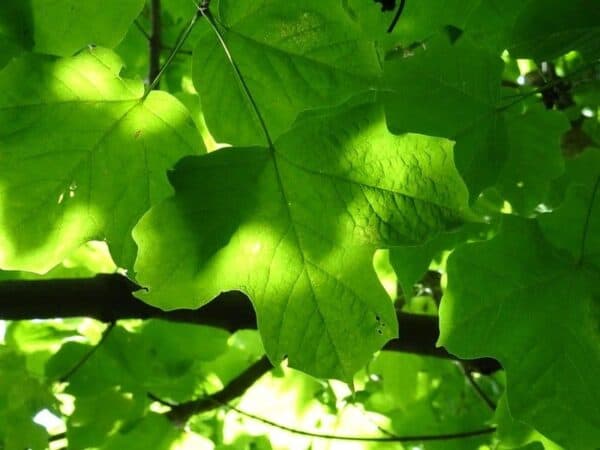 6 Best Varieties of Maple Trees that Grow in Georgia