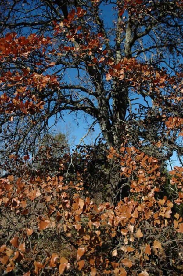 20 Types of Oak Trees in Georgia to Discover or Plant Today