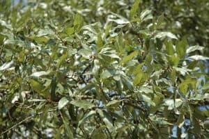 16 Common Types of Oak Trees in Florida (Including Native)