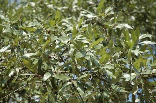 16 Common Types of Oak Trees in Florida (Including Native)