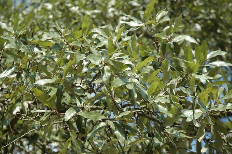 16 Common Types of Oak Trees in Florida (Including Native)