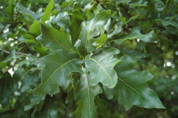 16 Common Types of Oak Trees in Florida (Including Native)