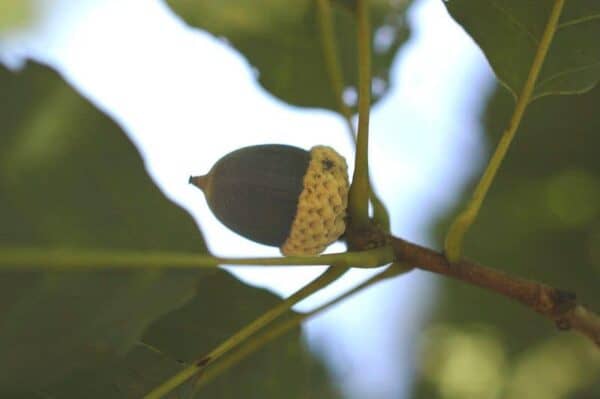 20 Types of Oak Trees in Georgia to Discover or Plant Today