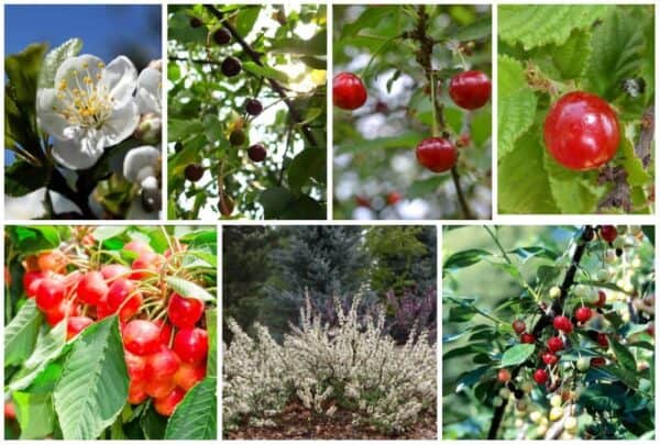 7 Types of Fruit Trees That Will Thrive in Kansas
