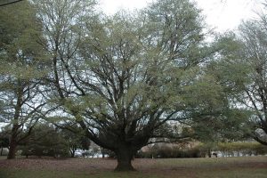 20 Types of Oak Trees in Georgia to Discover or Plant Today