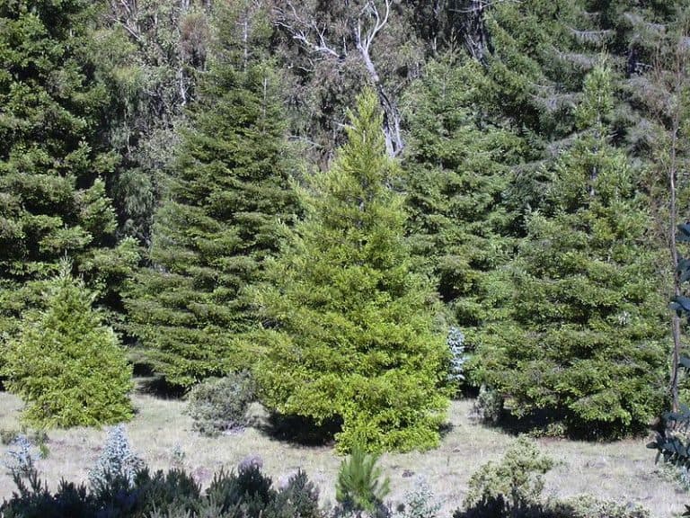 15 Evergreen Trees in Georgia (No Browning or Leaf Drop)