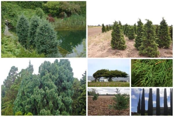 15 Evergreen Trees in Georgia (No Browning or Leaf Drop)